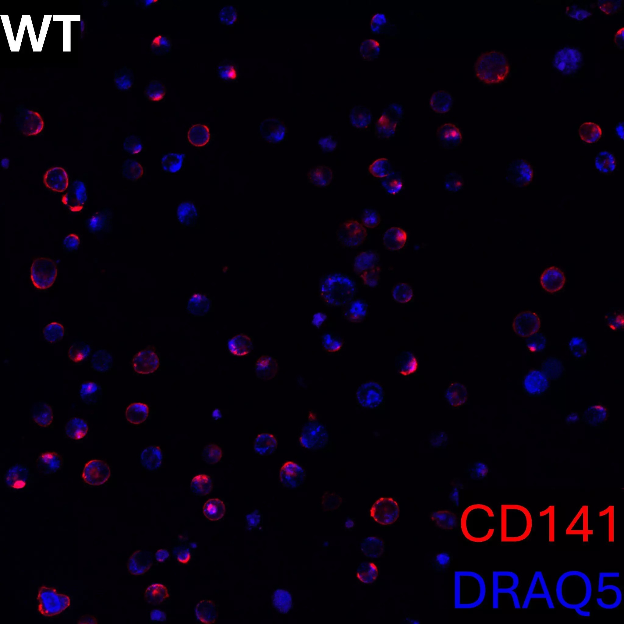 CD141 (BDCA-3) Antibody, anti-human, REAfinity™ | Miltenyi Biotec | USA
