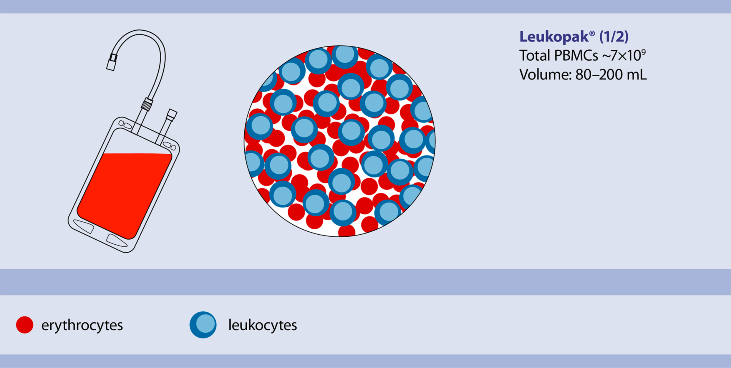 Peripheral Blood | Whole blood | Handbook | Miltenyi Biotec | Great Britain