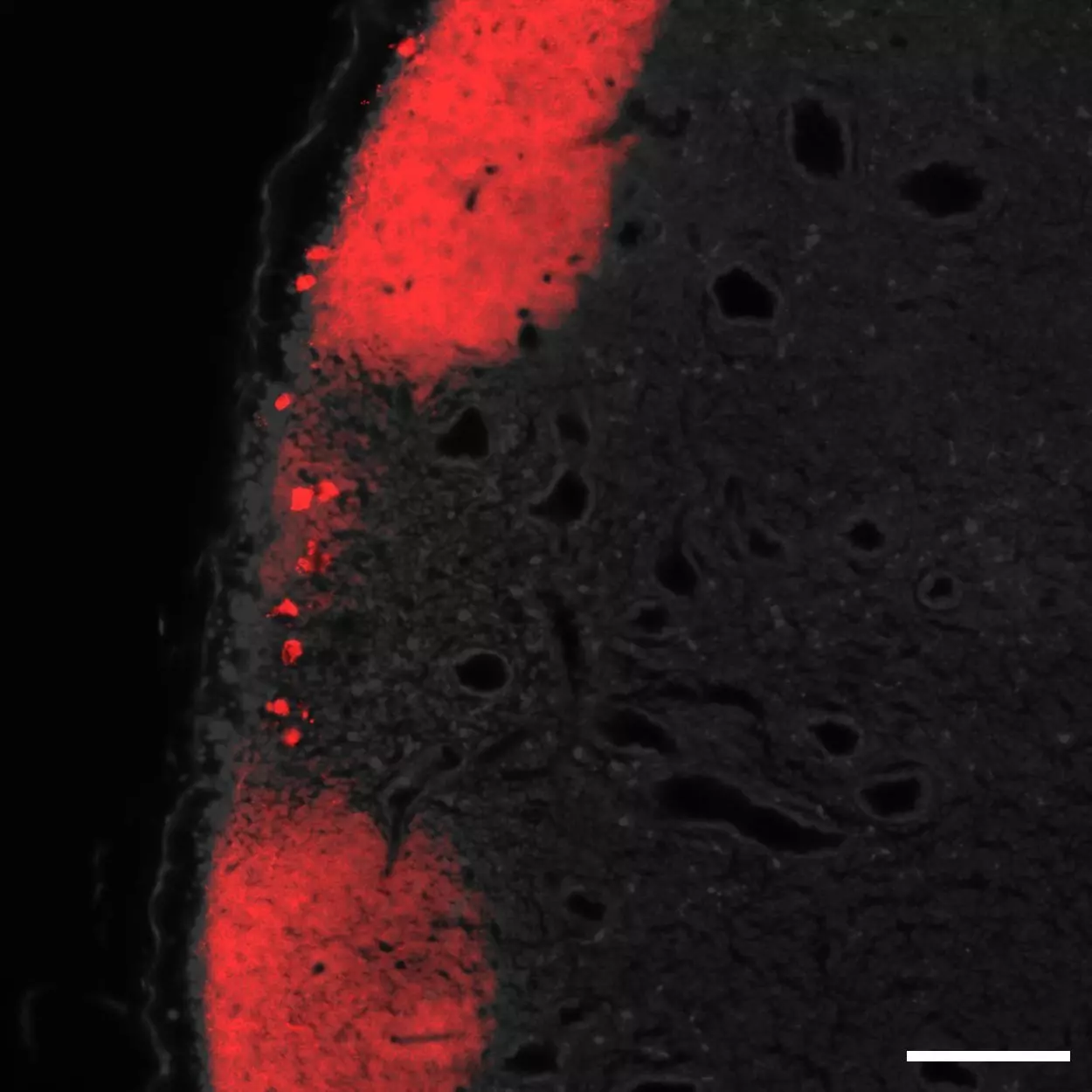 CD45R (B220) Antibody, anti-mouse, REAfinity™ | Miltenyi Biotec | USA