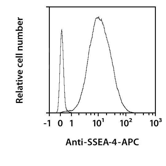 SSEA-4 Antibody, anti-human, REAfinity™ | Recombinant antibodies | MACS ...