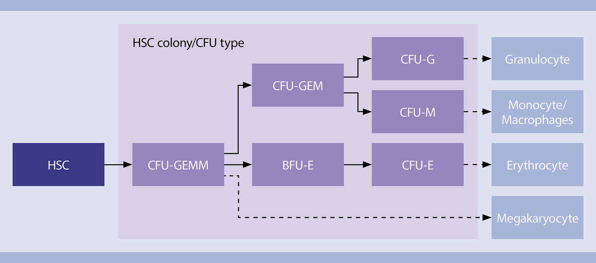 Human hematopoietic stem cells | Human HSC markers | Miltenyi ...