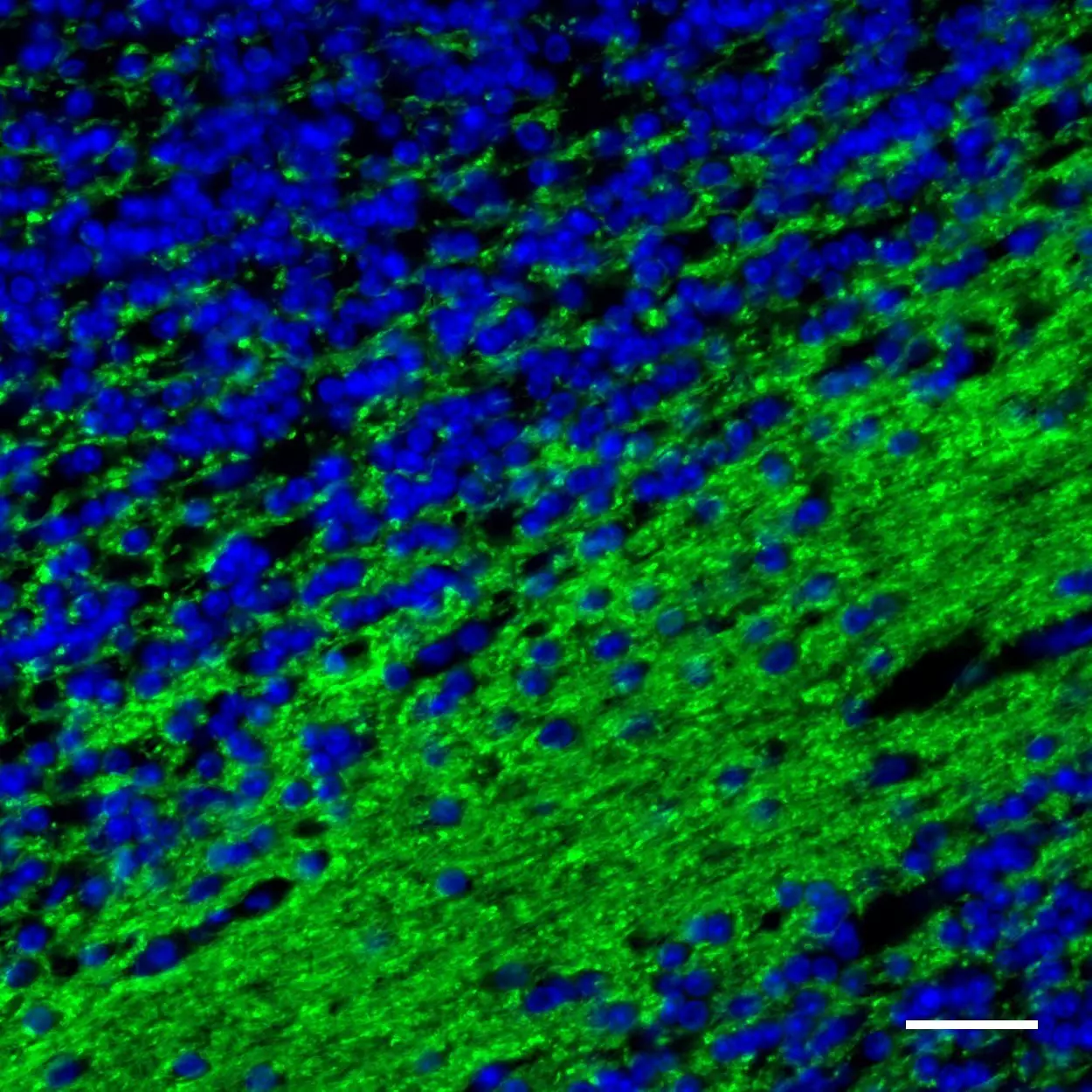 PLP Antibody, anti-human/mouse/rat, REAdye_lease™ | Miltenyi Biotec ...