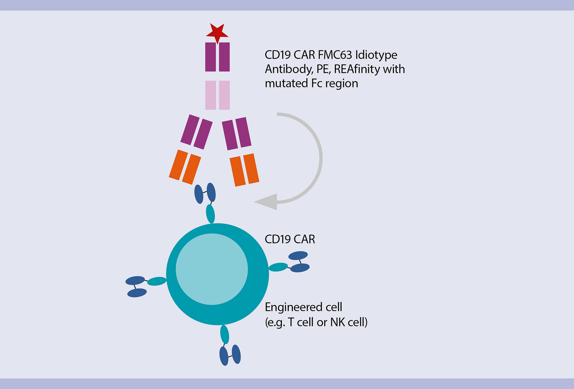 Chimeric antigen receptor car t cell therapy | solution for detection ...