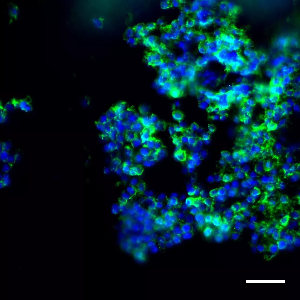 CD38 Antibody, anti-mouse, REAlease® | Miltenyi Biotec | USA