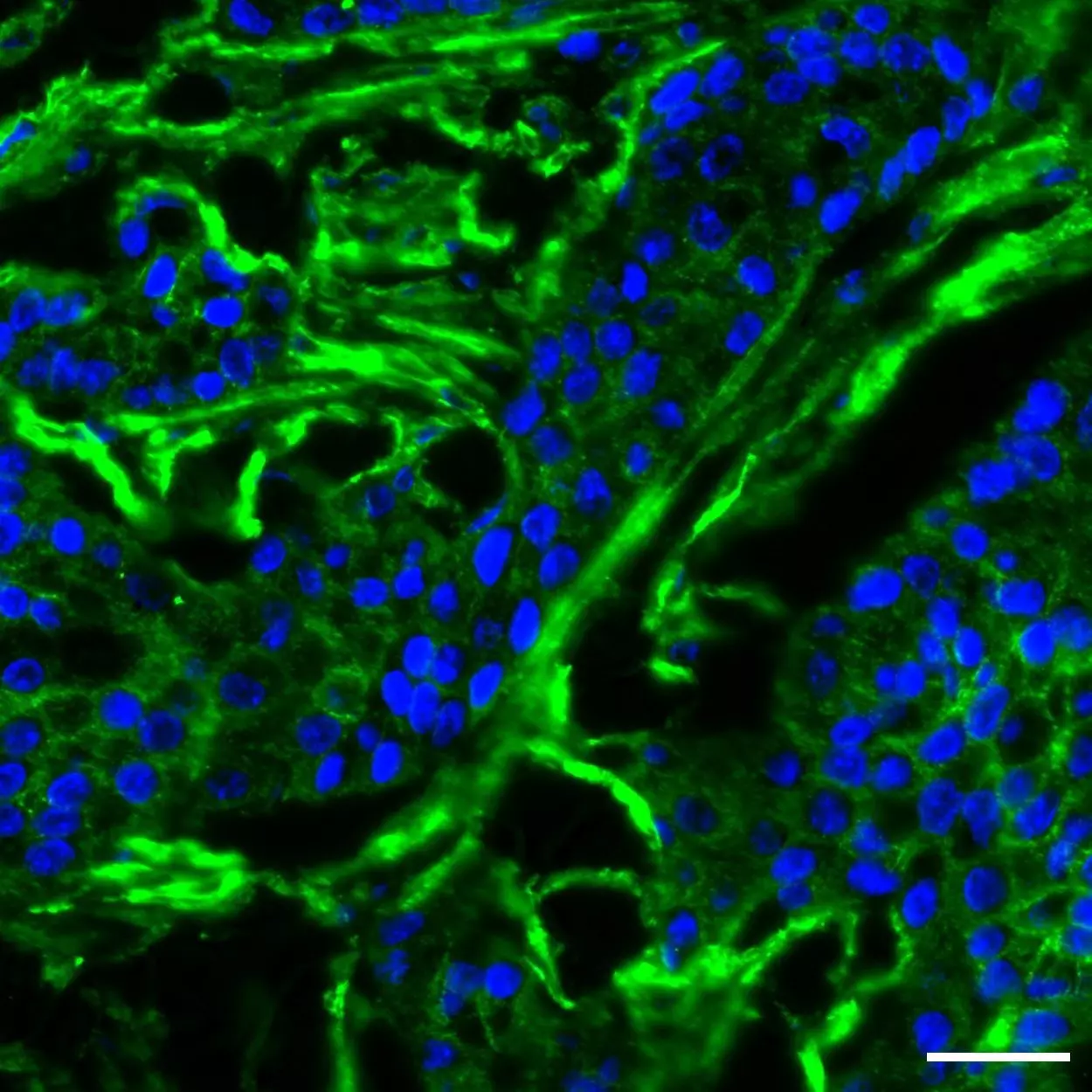 CD138 Antibody, anti-human, REAfinity™ | Miltenyi Biotec | USA