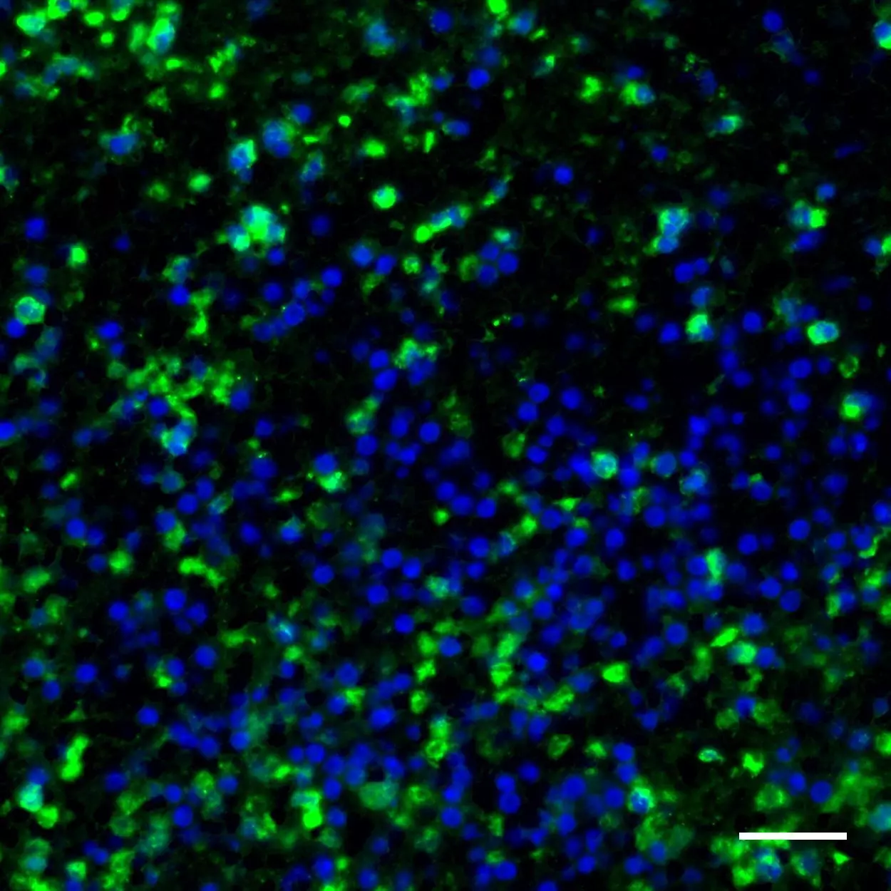 CD66c Antibody, anti-human, REAdye_lease™ | Miltenyi Biotec | USA