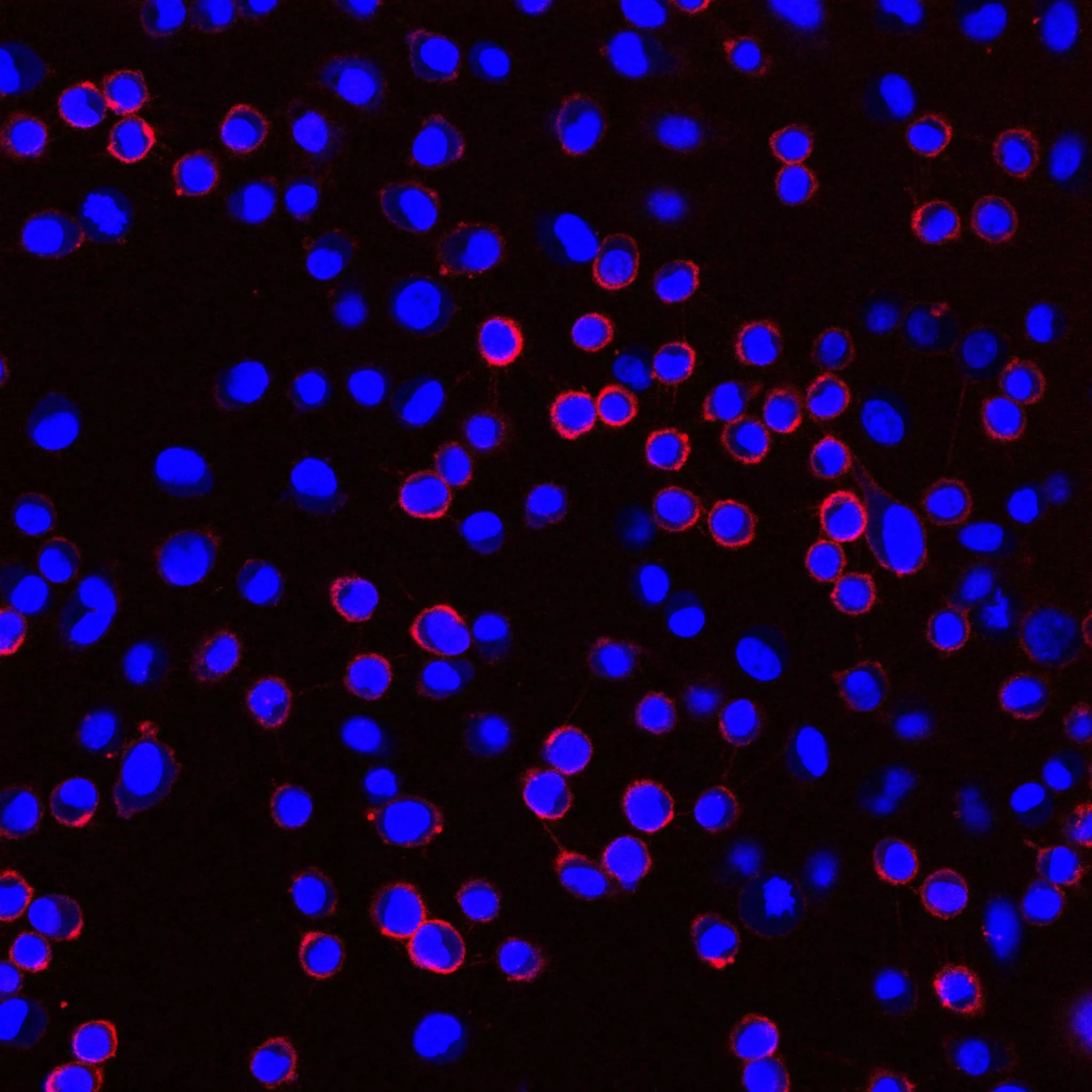 CD61 Antibody, anti-human, REAfinity™ | Miltenyi Biotec | USA
