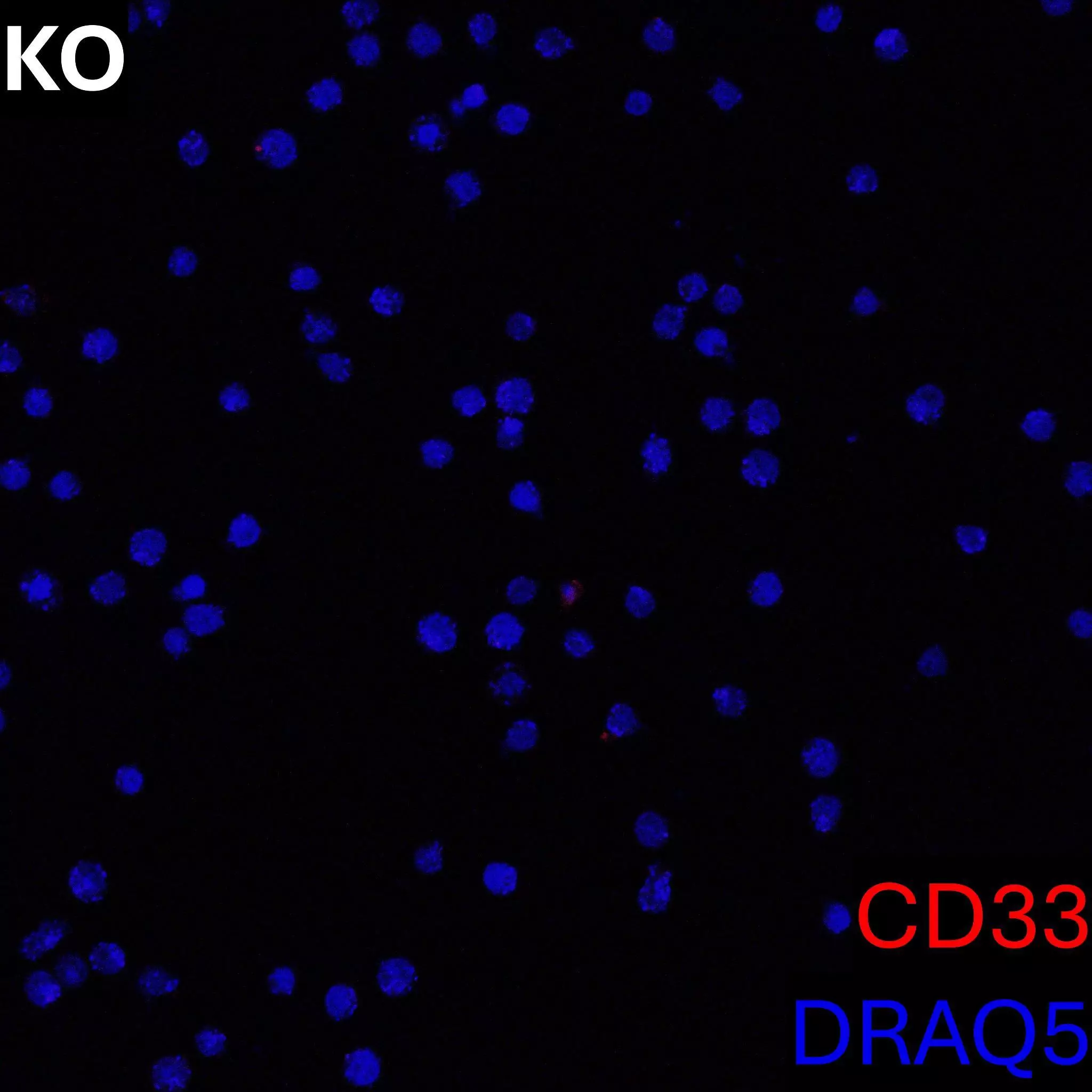 CD33 Antibody, anti-human, REAfinity™ | Miltenyi Biotec | USA