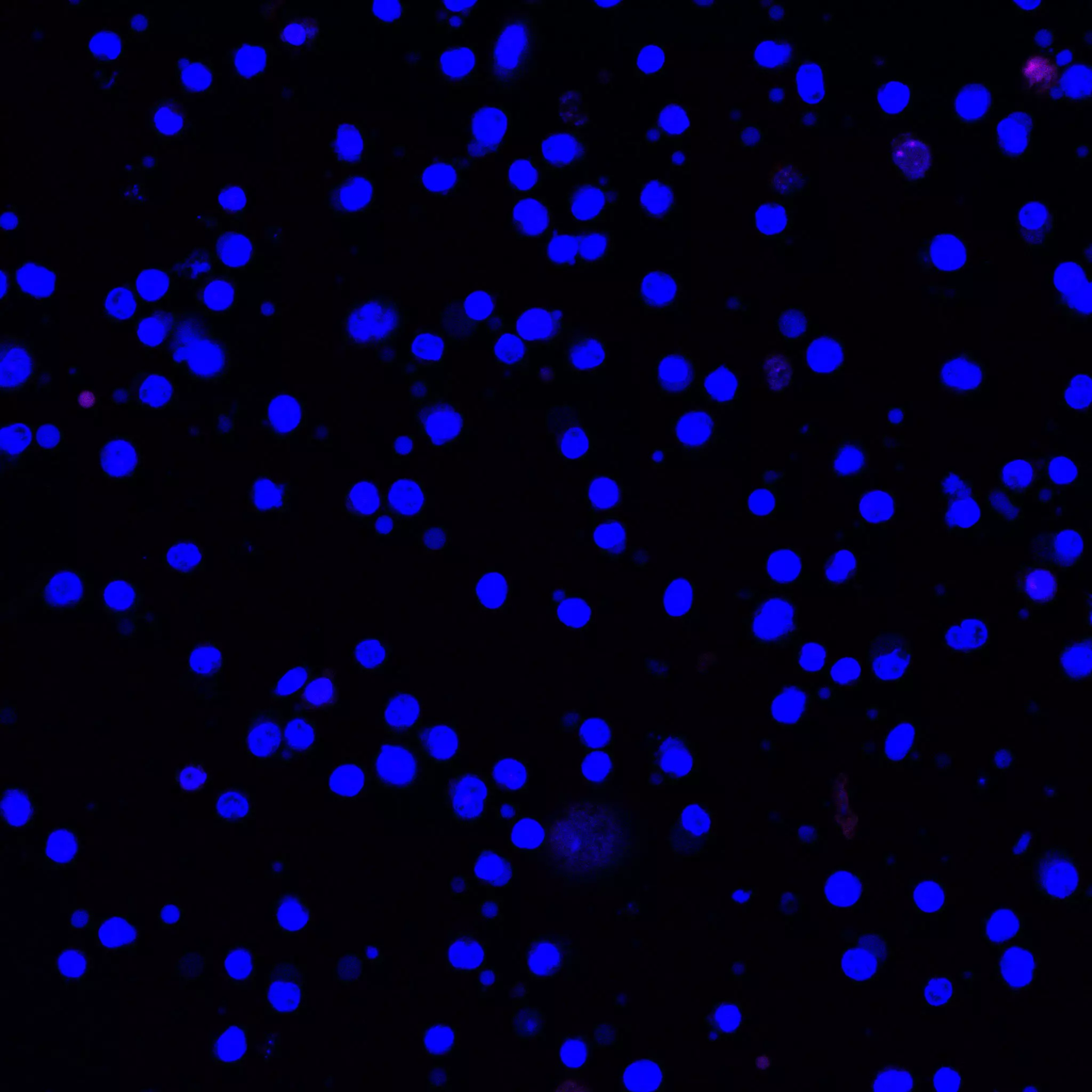 CD10 Antibody, anti-human, REAfinity™ | Miltenyi Biotec | USA