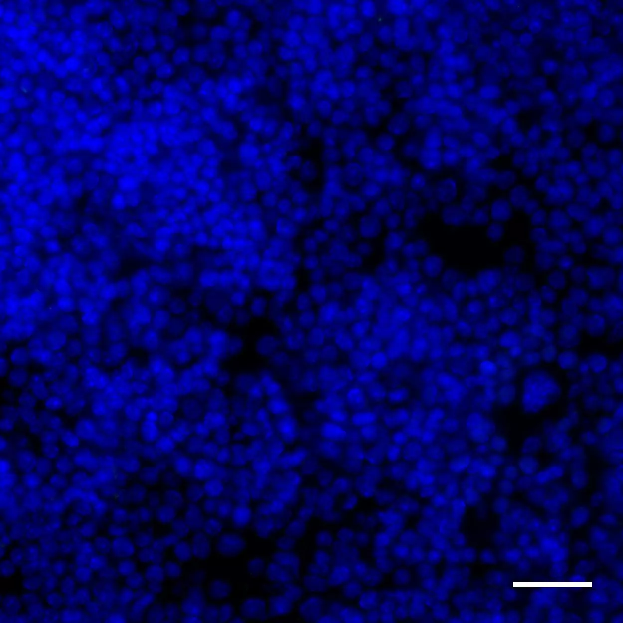 Ki-67 Antibody, anti-mouse, REAdye_lease™ | Miltenyi Biotec | USA