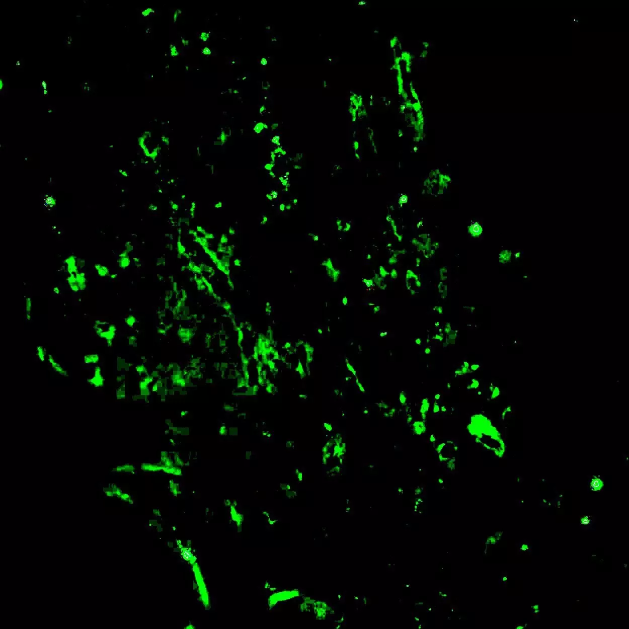 CD117 Antibody, anti-human | Miltenyi Biotec | USA