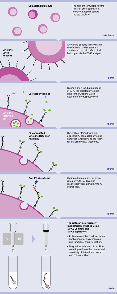 CD8+ T cells (human) | Miltenyi Biotec | Great Britain