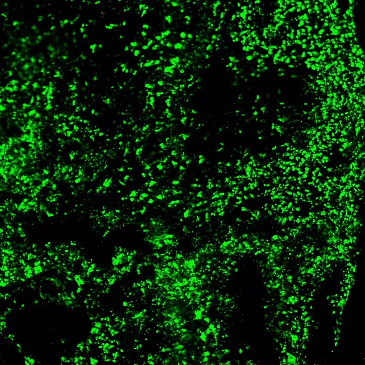 CD68 Antibody, anti-mouse | Miltenyi Biotec | USA
