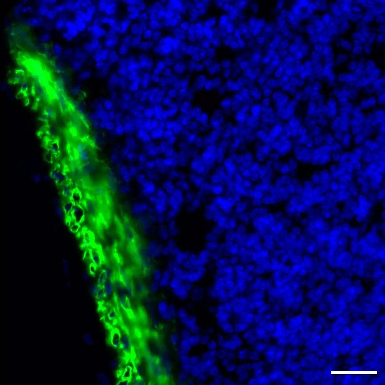 Actin (Smooth Muscle) Antibody, anti-human, REAdye_lease™ | Miltenyi ...