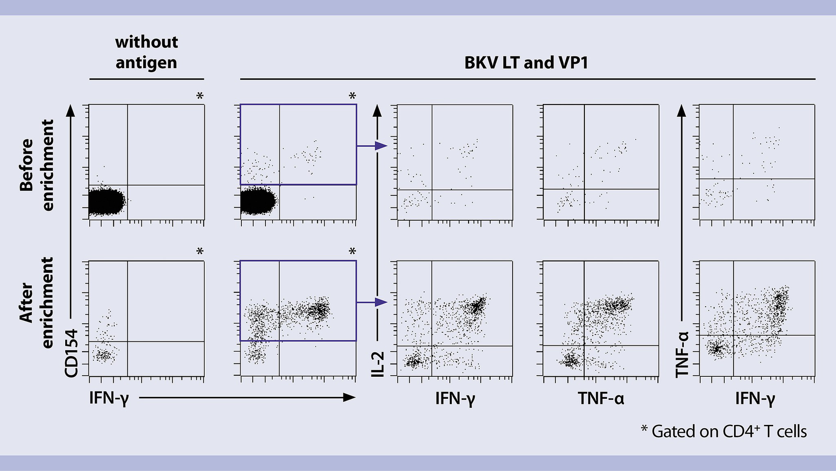 Antigen-specific T cells | stimulation, enrichment and analysis ...