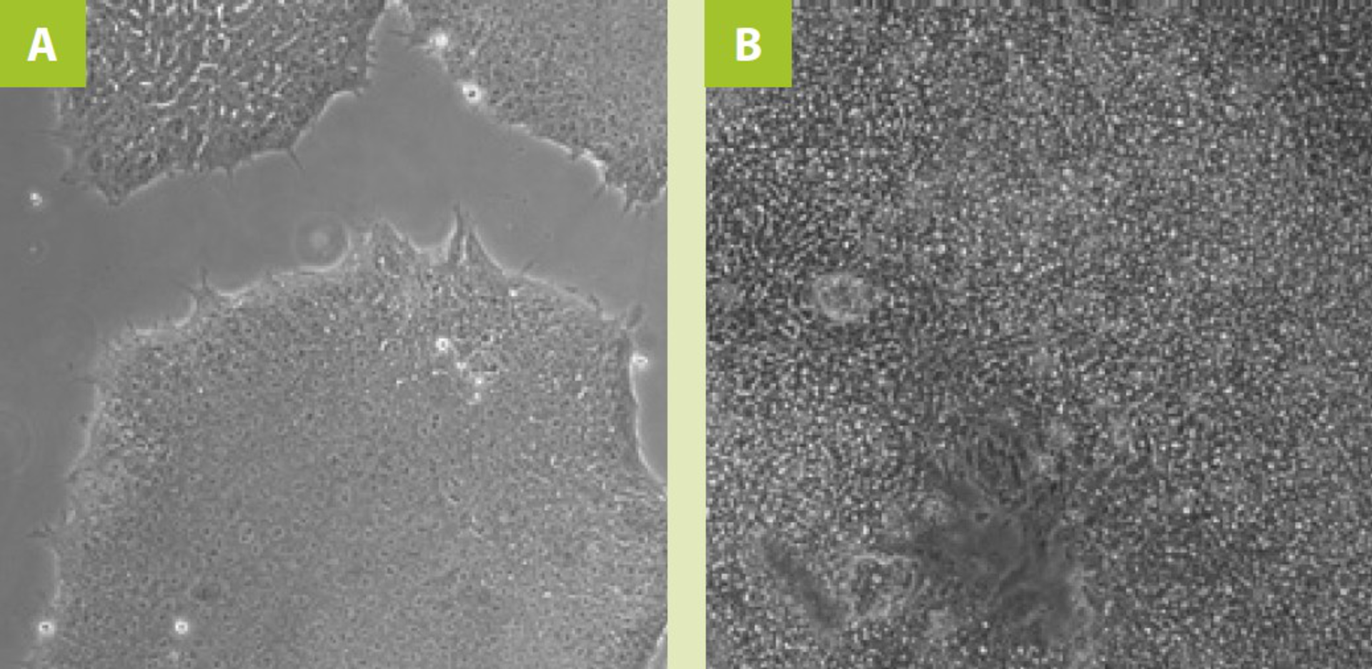 Maintenance | Freezing | Pluripotent stem cells | Miltenyi Biotec | USA
