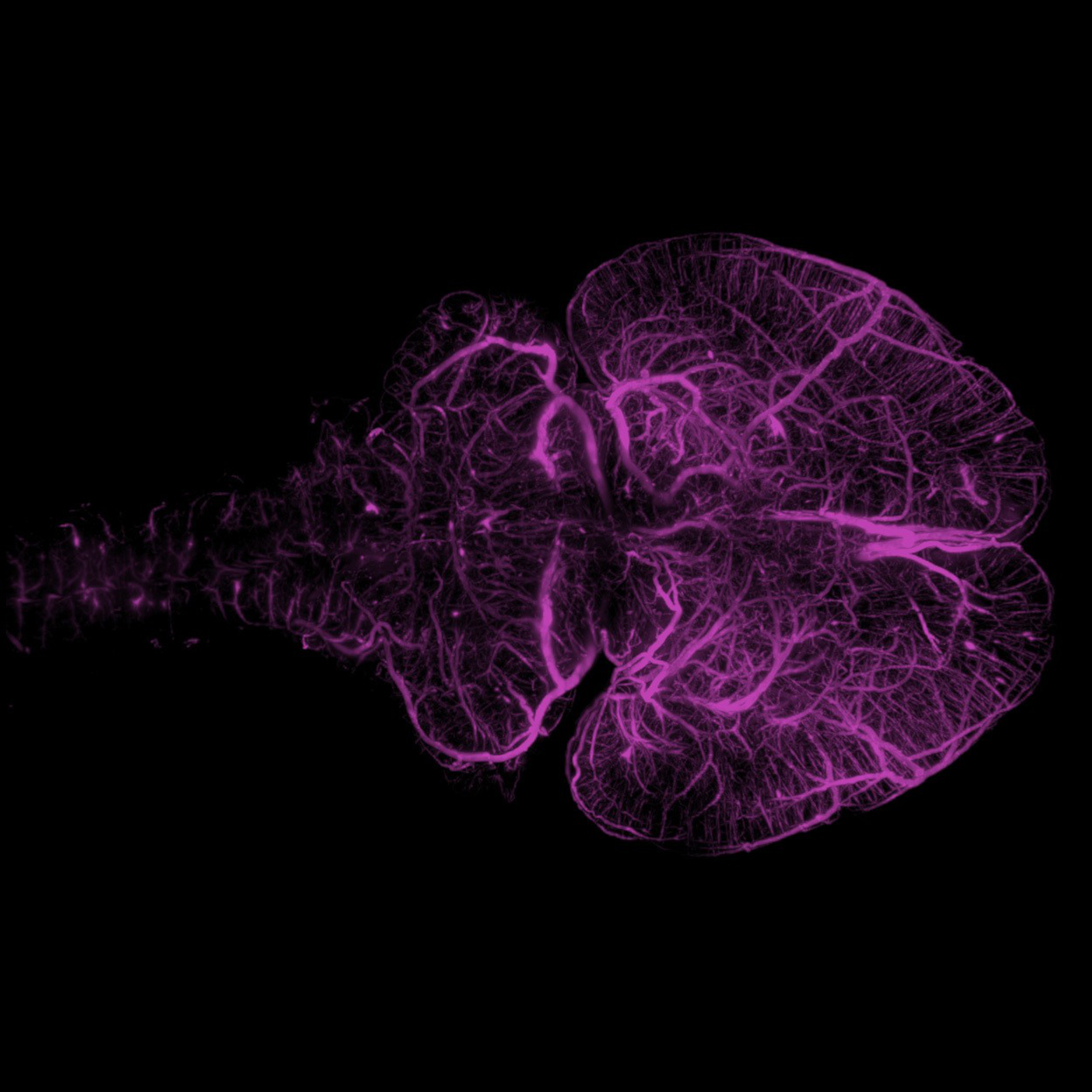 Neuroscience research solutions | Miltenyi Biotec | भारत