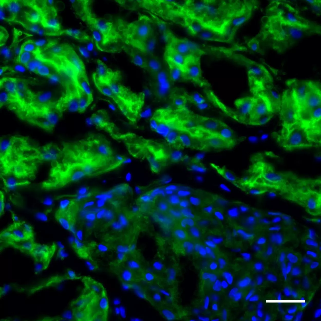 CD10 Antibody, anti-human, REAdye_lease™ | Miltenyi Biotec | USA
