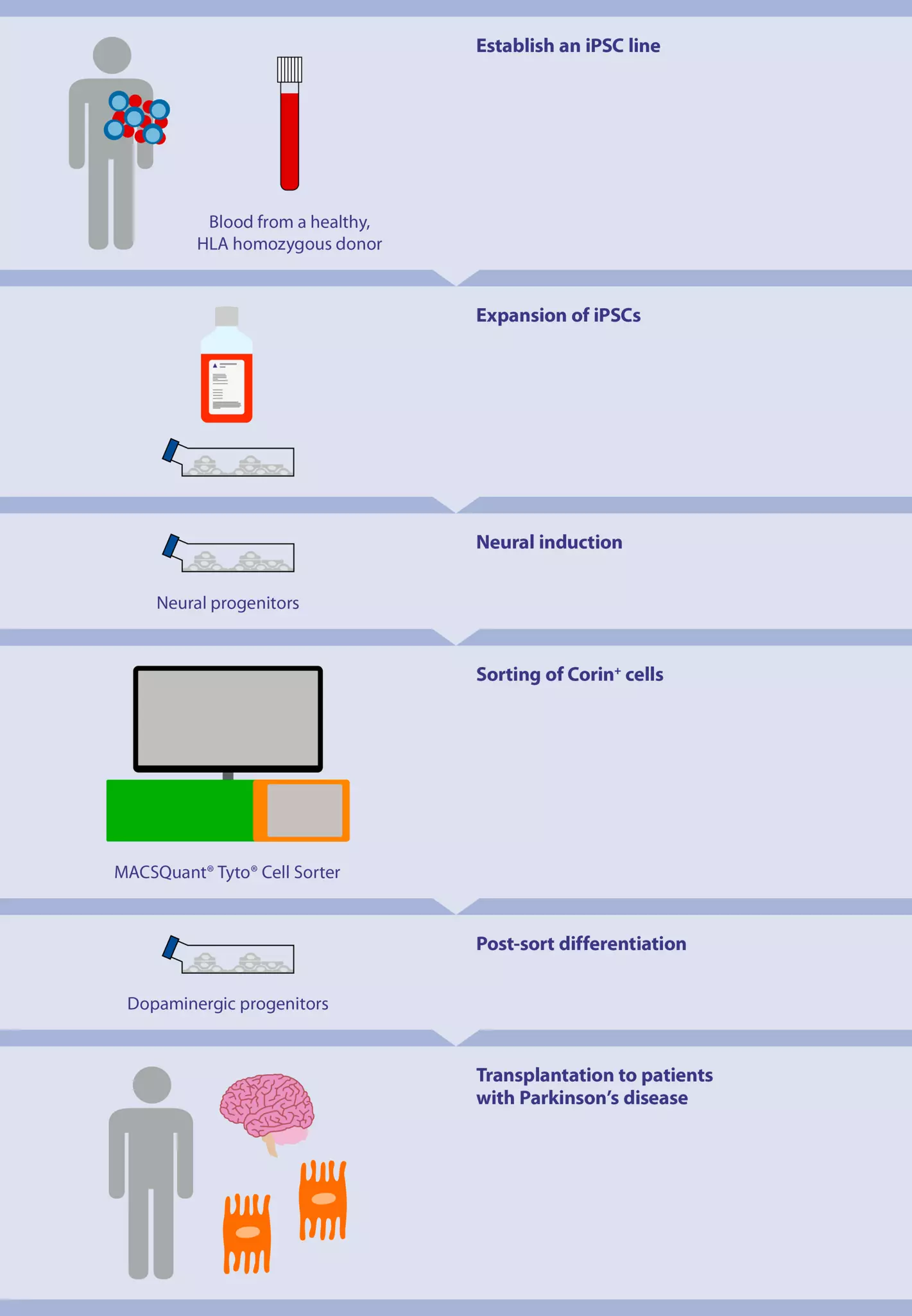Clinical cell sorting applications | Immunotherapy | Miltenyi Biotec | USA
