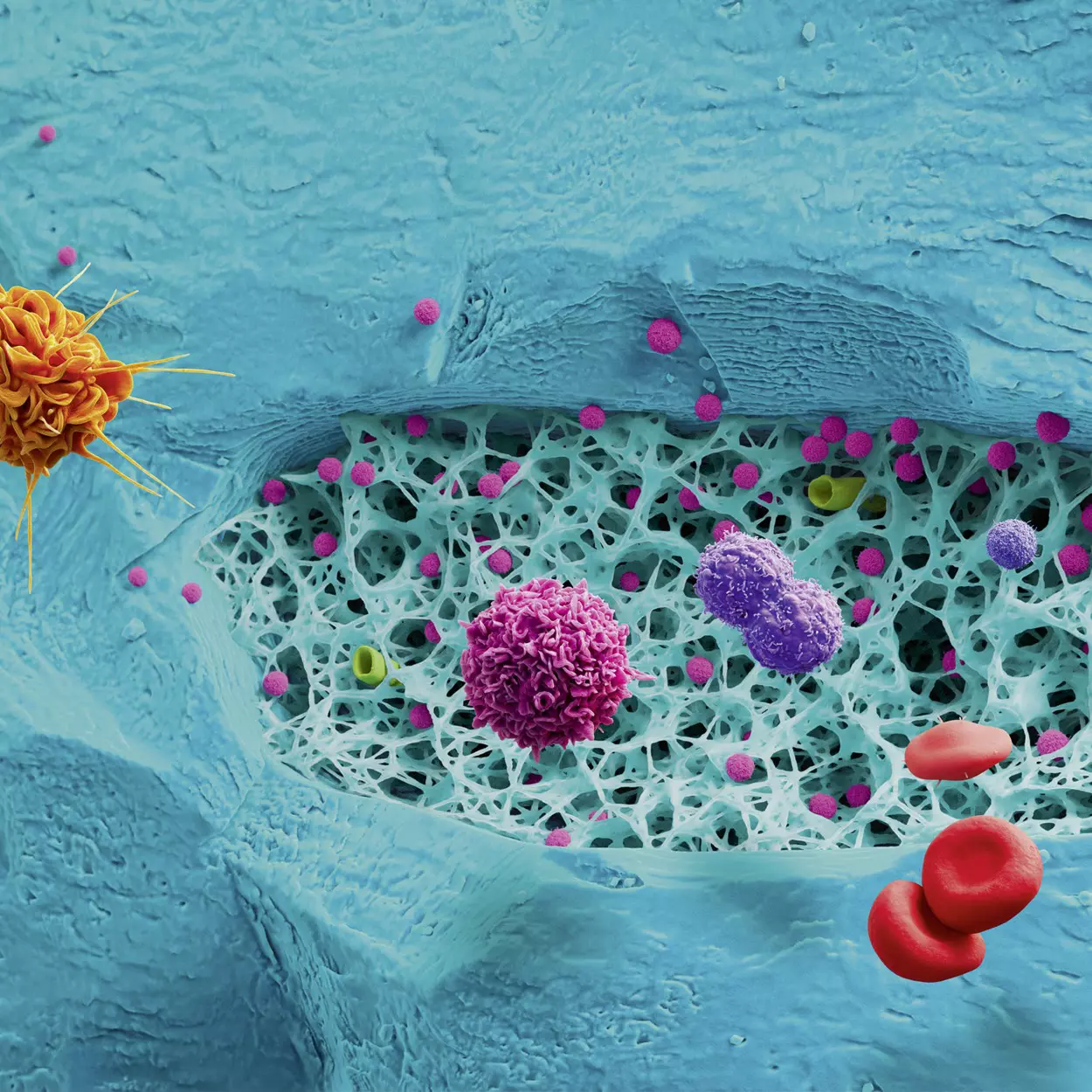Stem Cell Applications | Workflows & Solutions | Miltenyi Biotec | USA