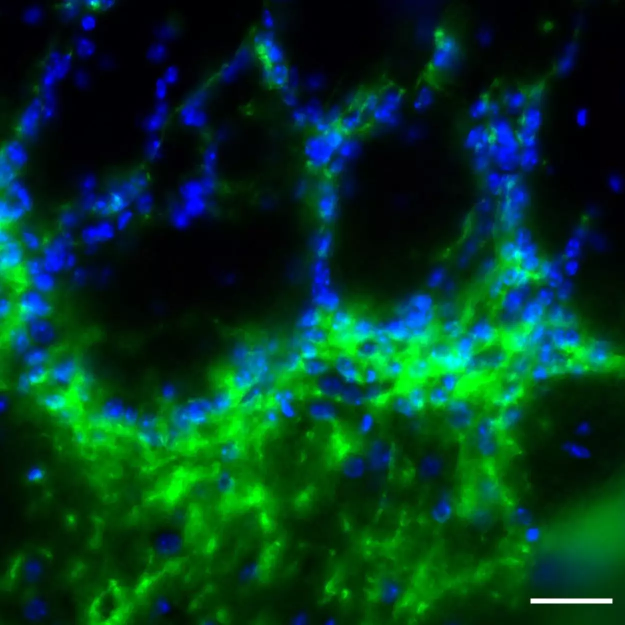 MBP Antibody, anti-human/mouse, REAfinity™ | Miltenyi Biotec | USA