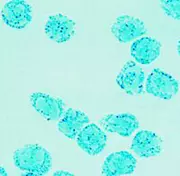 Basophil Isolation Kit II, human | Miltenyi Biotec | USA