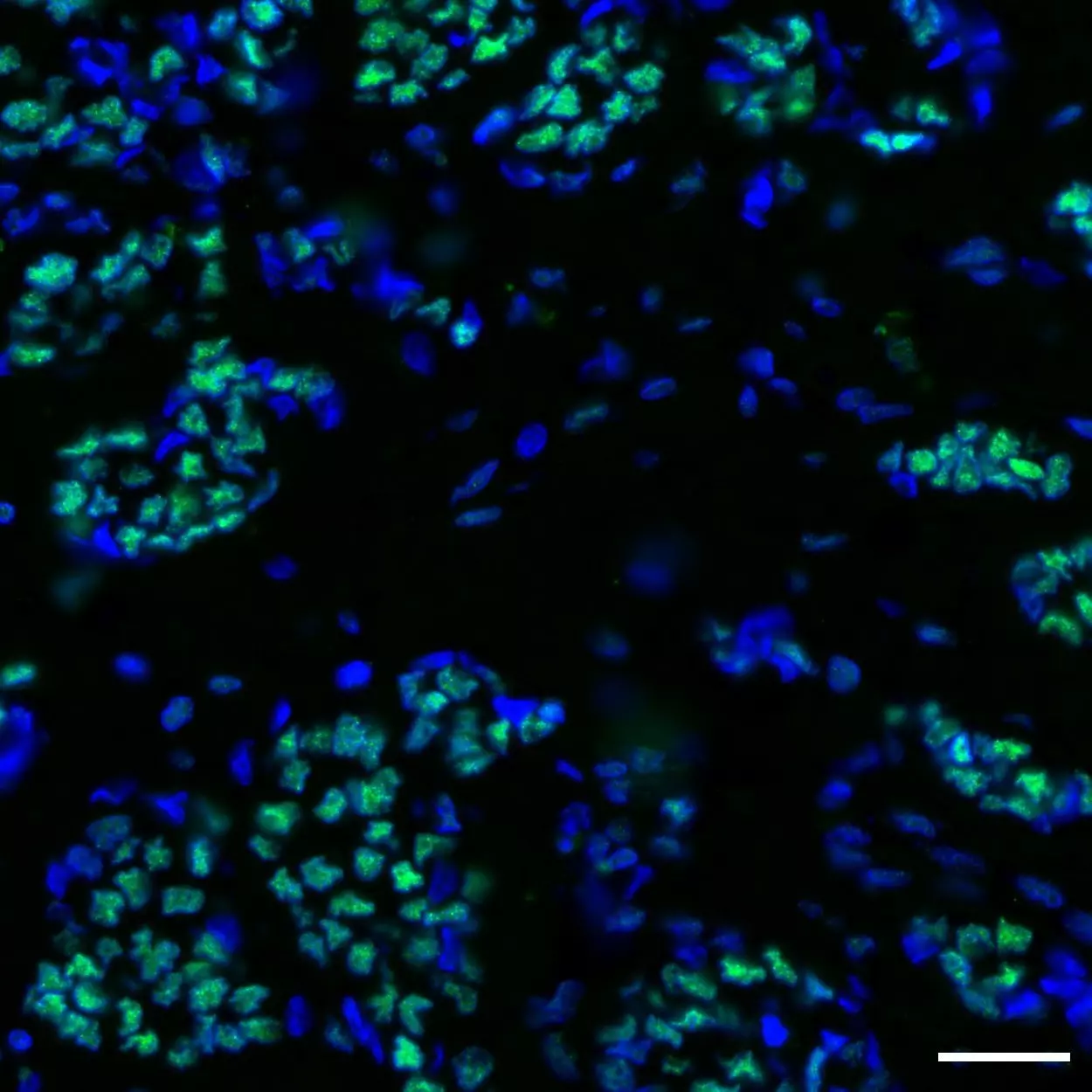 KDM1A (LSD1) Antibody, anti-human, REAdye_lease™ | Miltenyi Biotec | USA