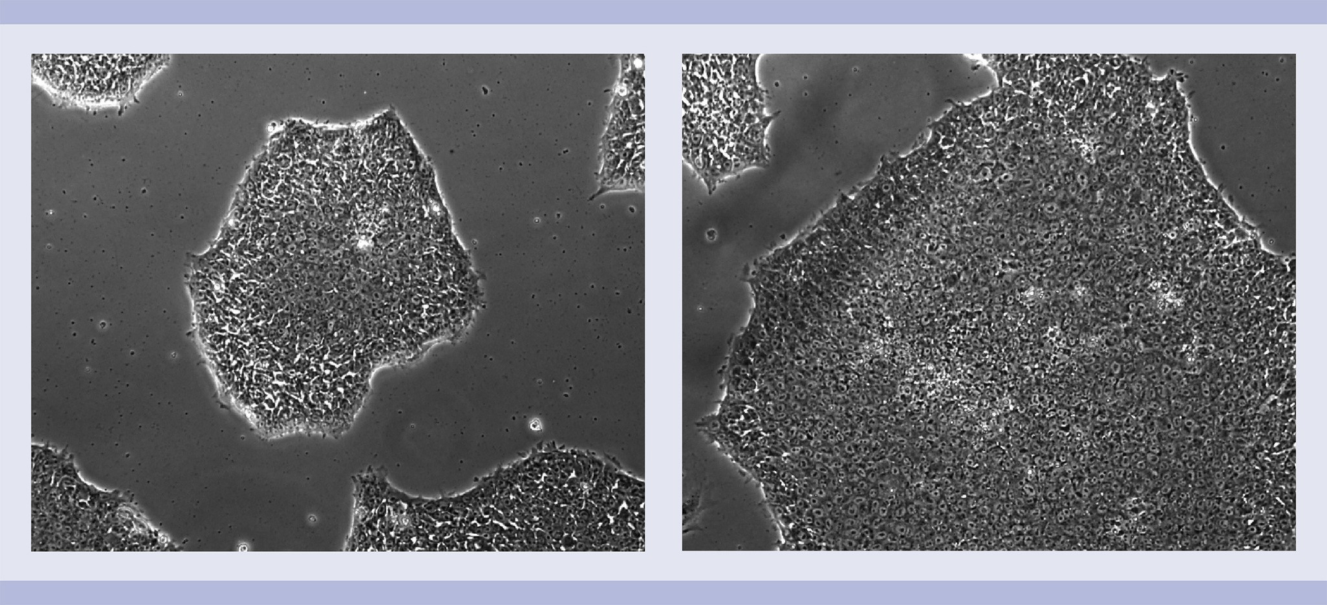 ES/iPS cells (human) | Miltenyi Biotec | USA