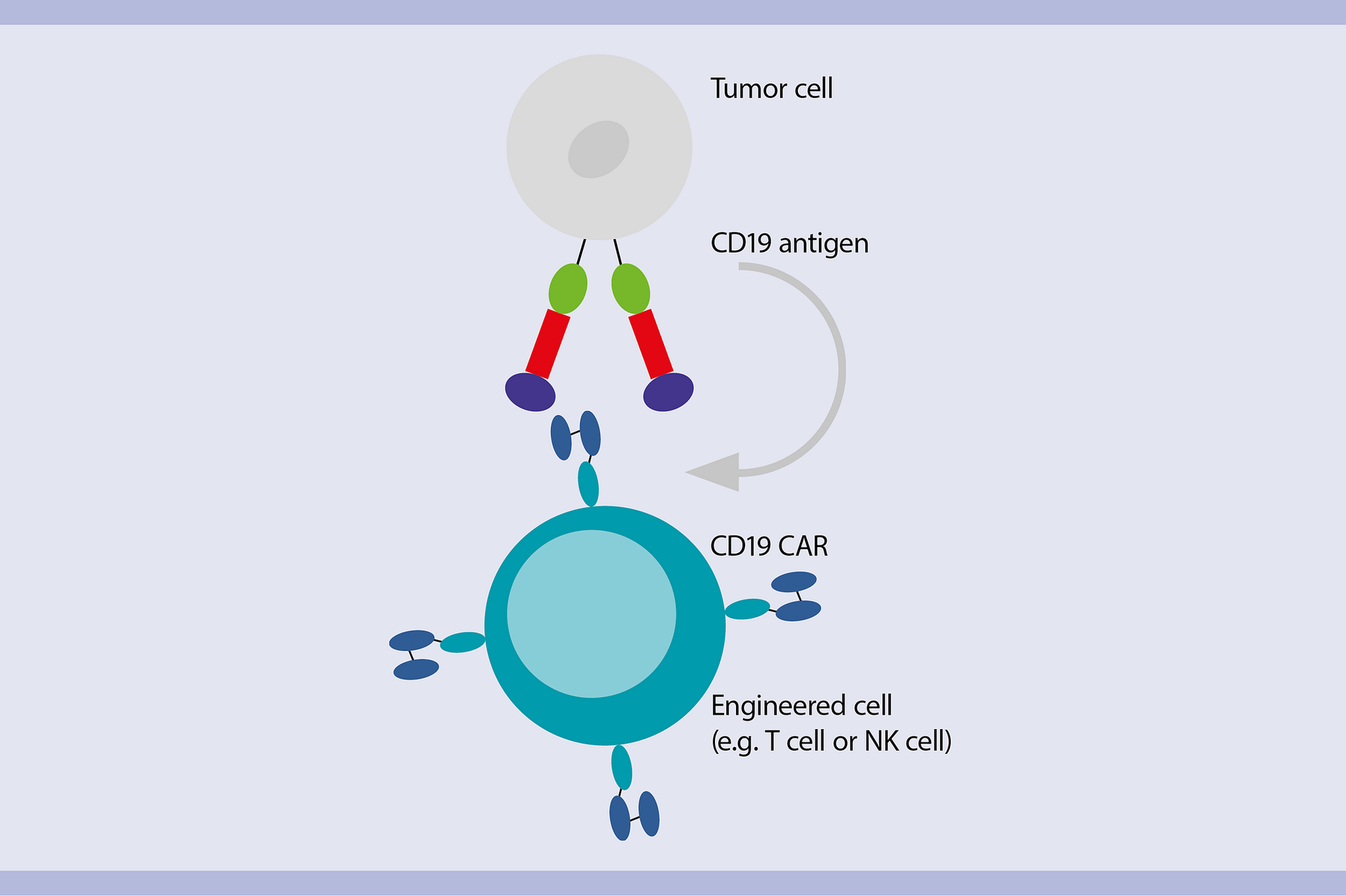 Chimeric antigen receptor car t cell therapy | solution for detection ...