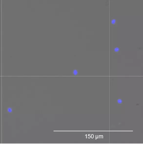 Anti-Nucleus MicroBeads | Miltenyi Biotec | 대한민국
