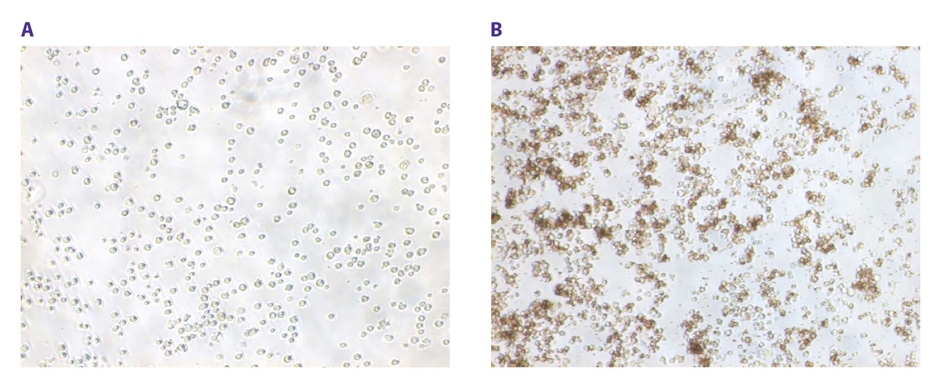 MACS® MicroBeads for magnetic cell isolation | Miltenyi Biotec | USA