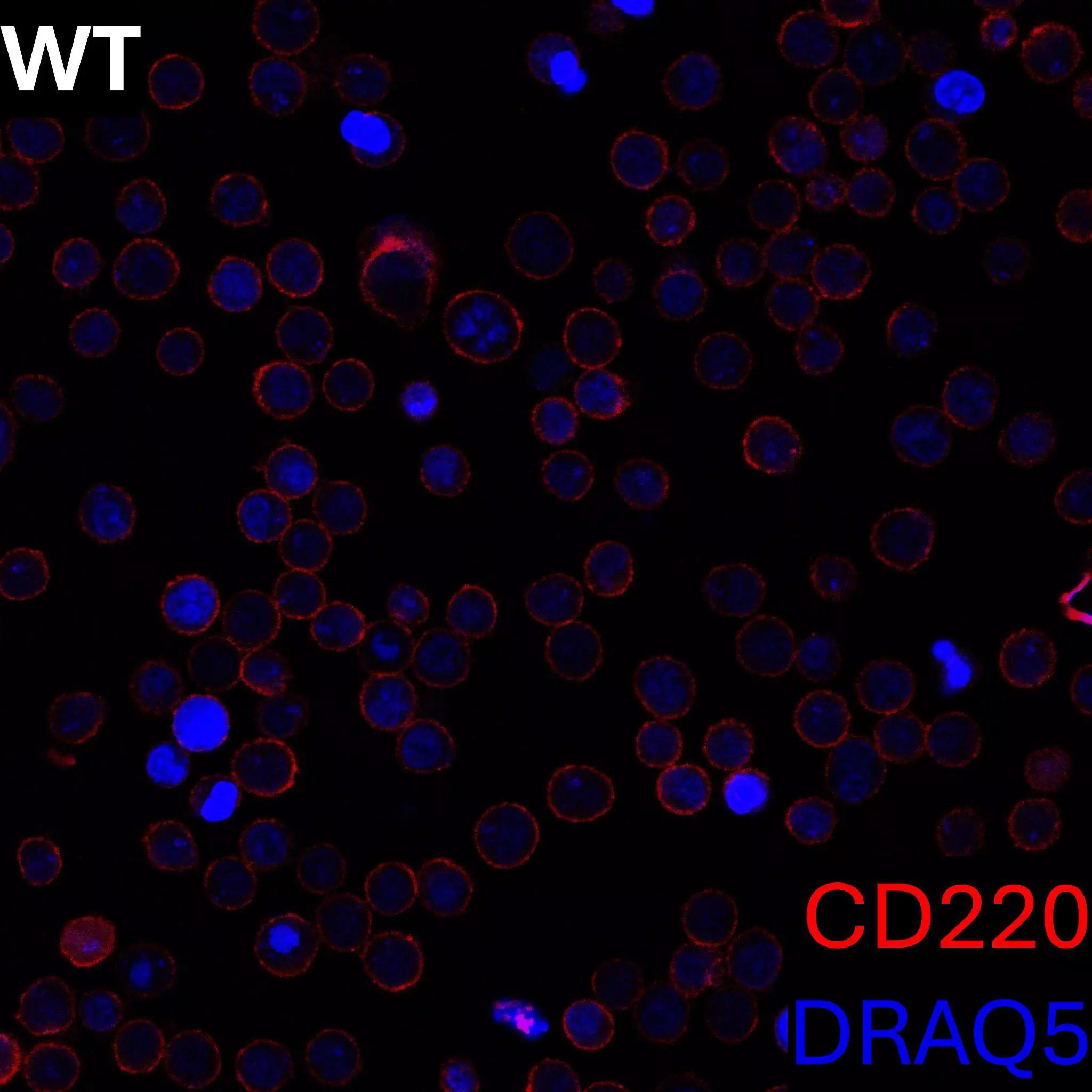 CD220 Antibody, anti-human, REAfinity™ | Miltenyi Biotec | India