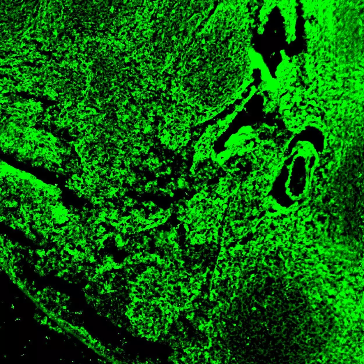 CD90.2 Antibody, anti-mouse | Miltenyi Biotec | 대한민국