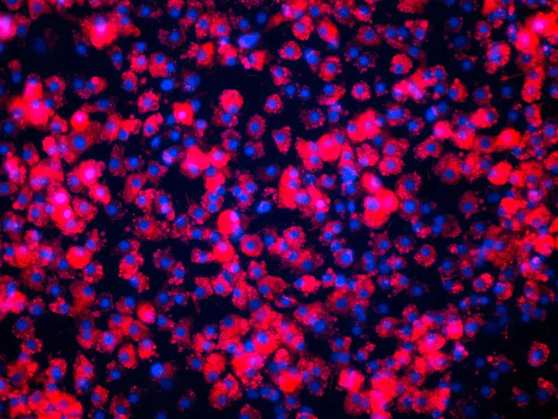 Adipose Tissue Progenitor Isolation Kit, mouse | Miltenyi Biotec | USA