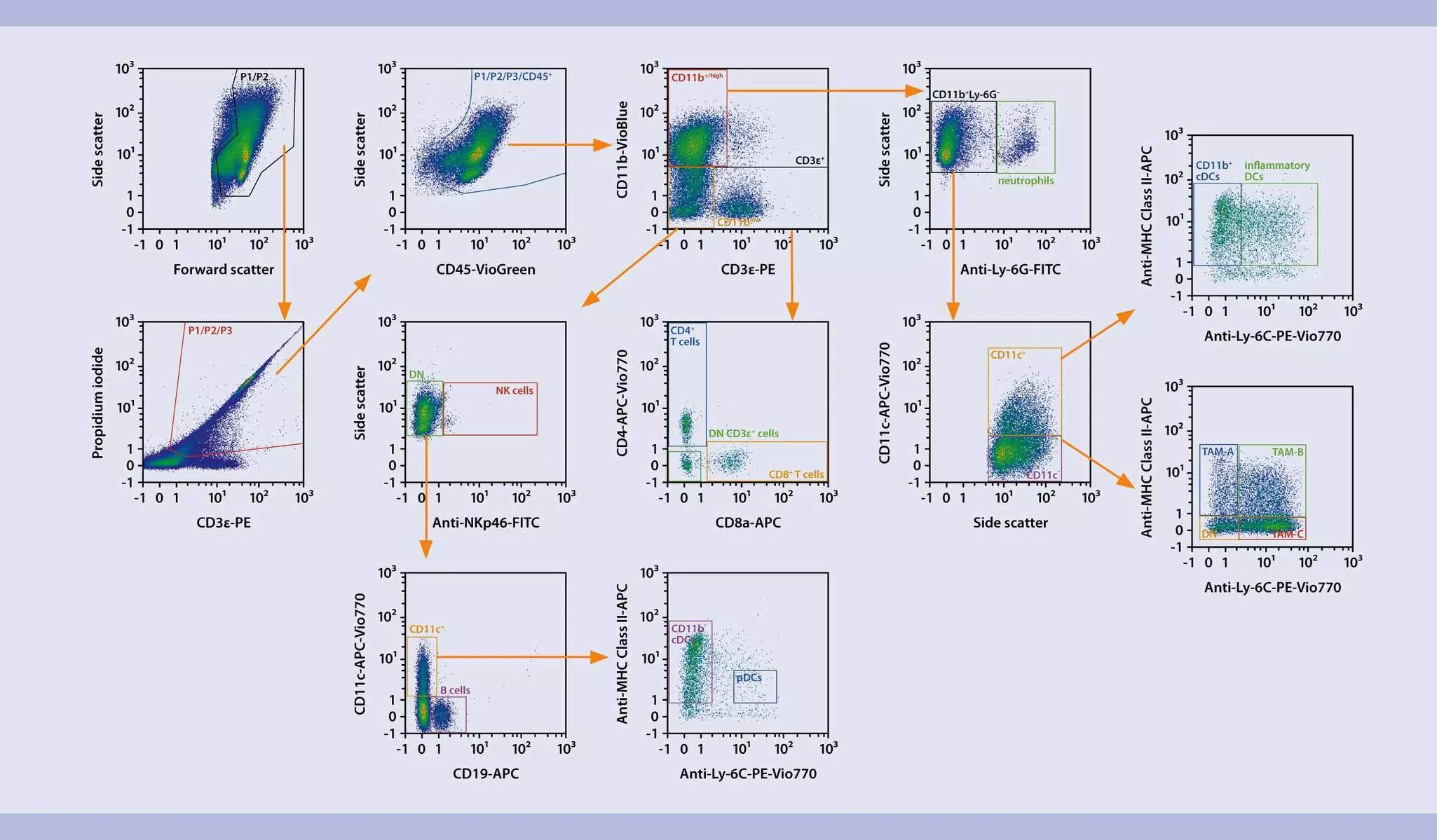 Enrichment of TILs from mouse tumor | Protocol | Miltenyi Biotec | USA
