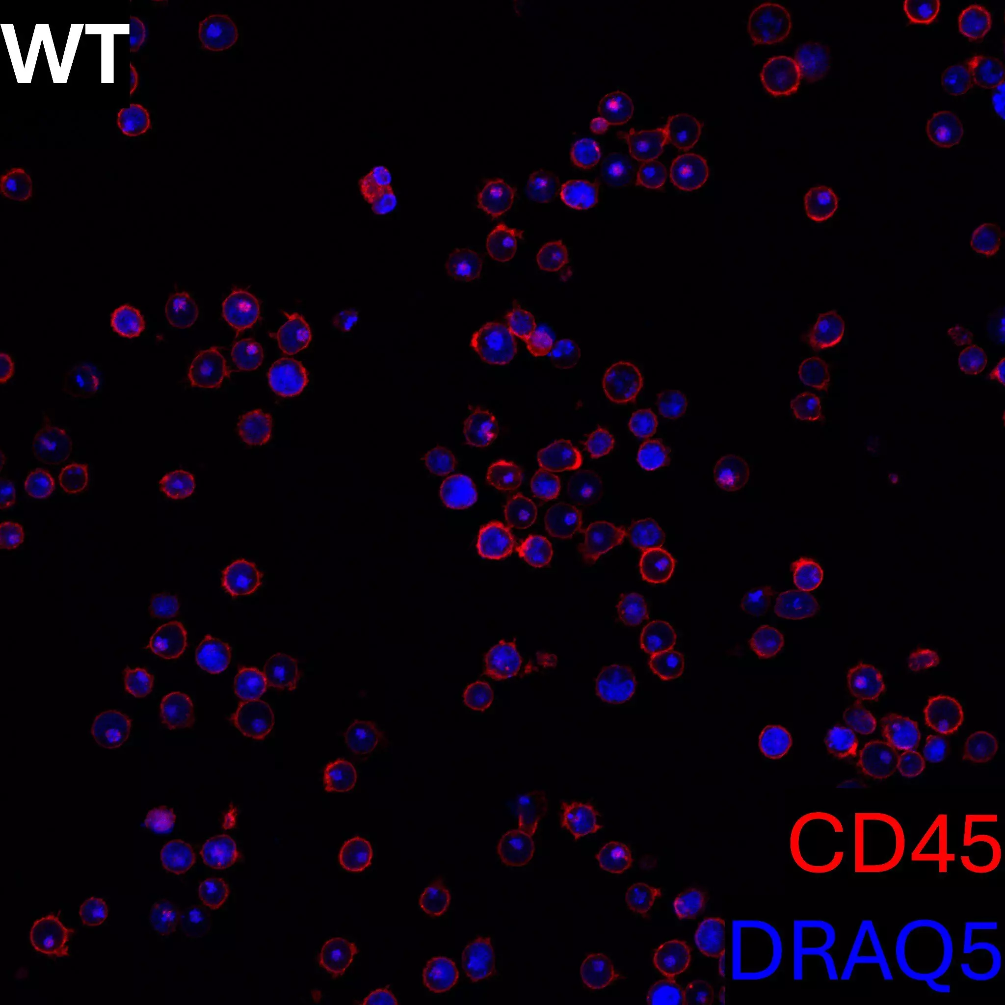 CD45 Antibody, anti-human, REAlease® | Miltenyi Biotec | USA