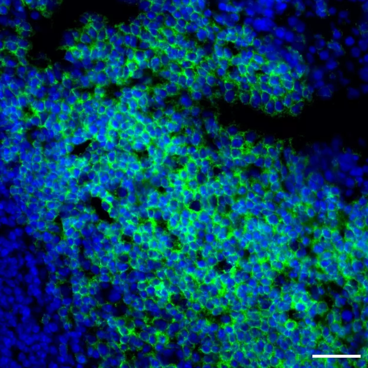 CD45R (B220) Antibody, anti-mouse, REAlease® | Miltenyi Biotec | India