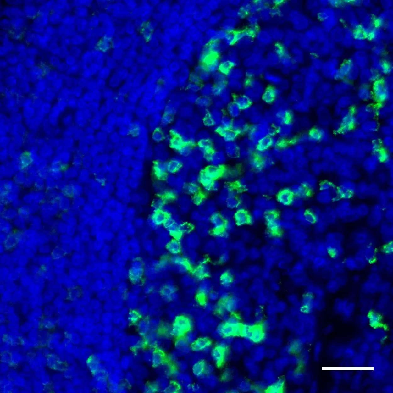 CD279 (PD-1) Antibody, anti-human, REAdye_lease™ | Miltenyi Biotec ...