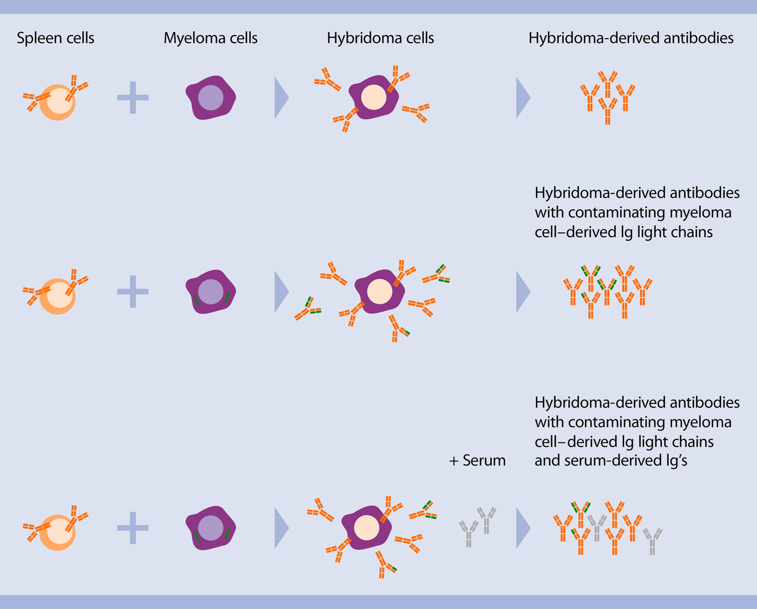 Antibody structure and their use in flow cytometry | Miltenyi Biotec | USA