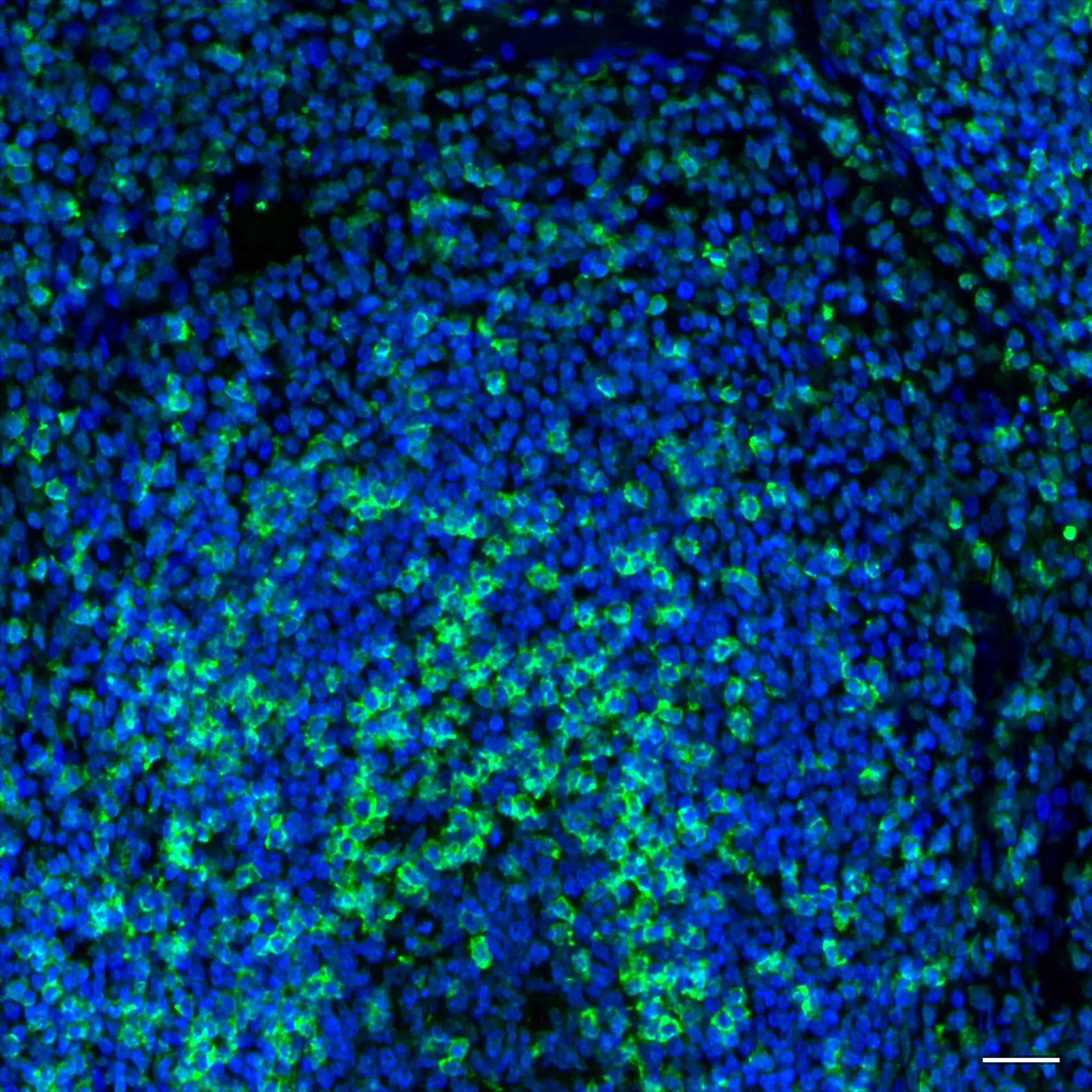 CD45RO Antibody, anti-human, REAfinity™ | Miltenyi Biotec | Deutschland