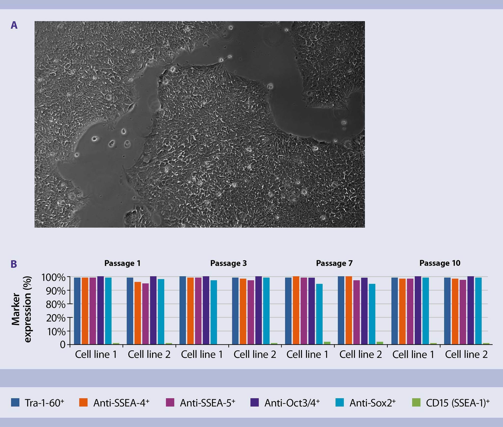 Human IPS cells | Human embryonic stem cells | Miltenyi Biotec | Sverige