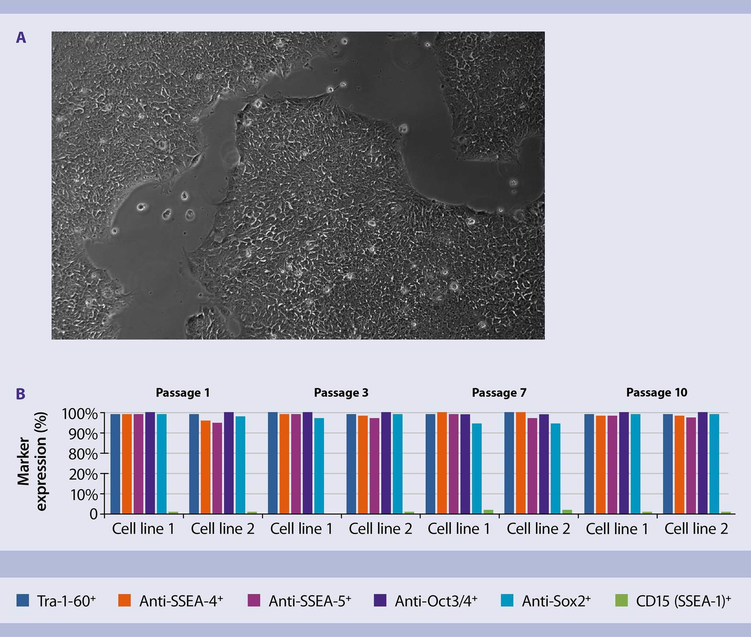 Human IPS cells | Human embryonic stem cells | Miltenyi Biotec ...