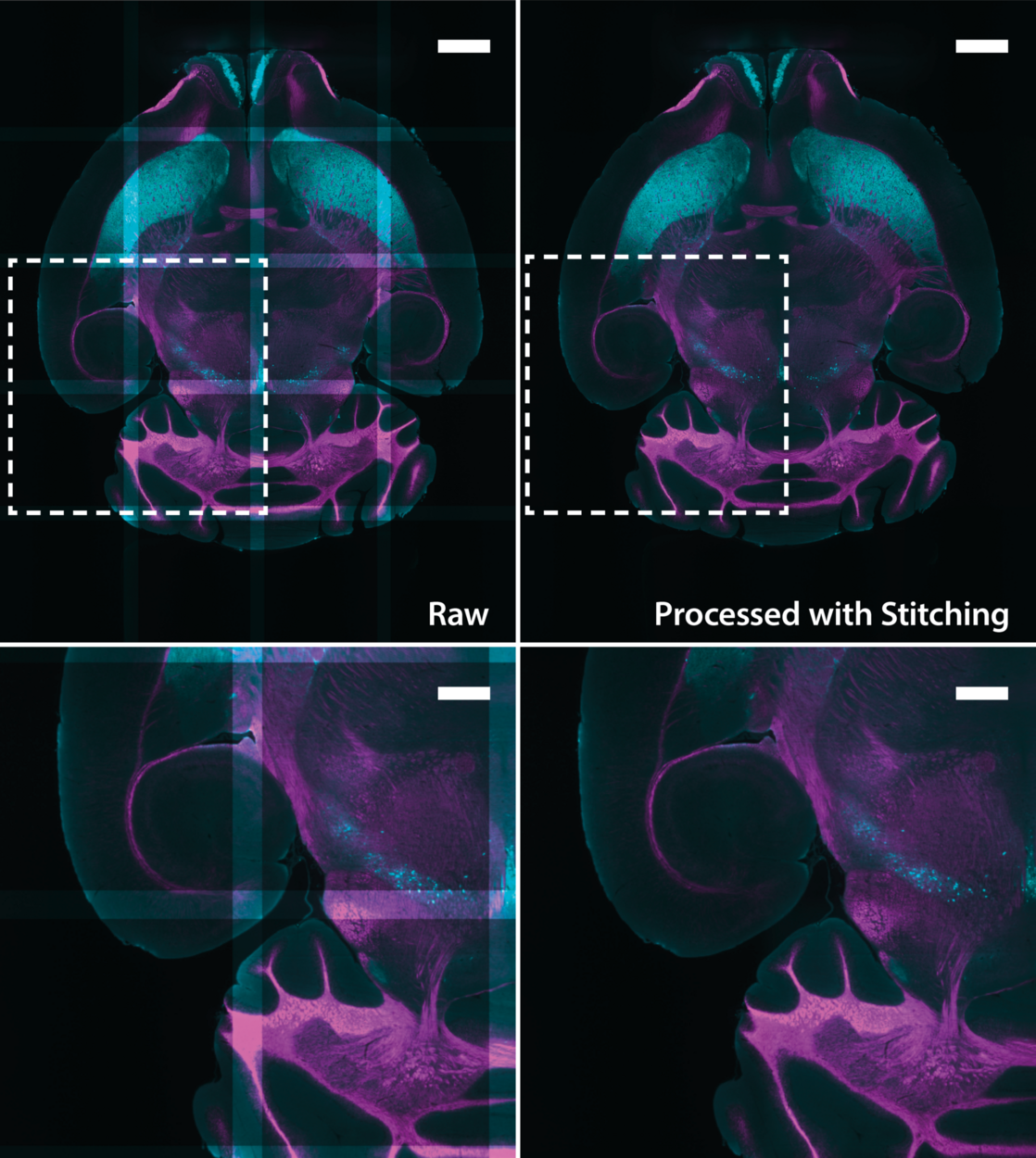 MACS® iQ View - 3D Large Volume Software | Miltenyi Biotec | USA