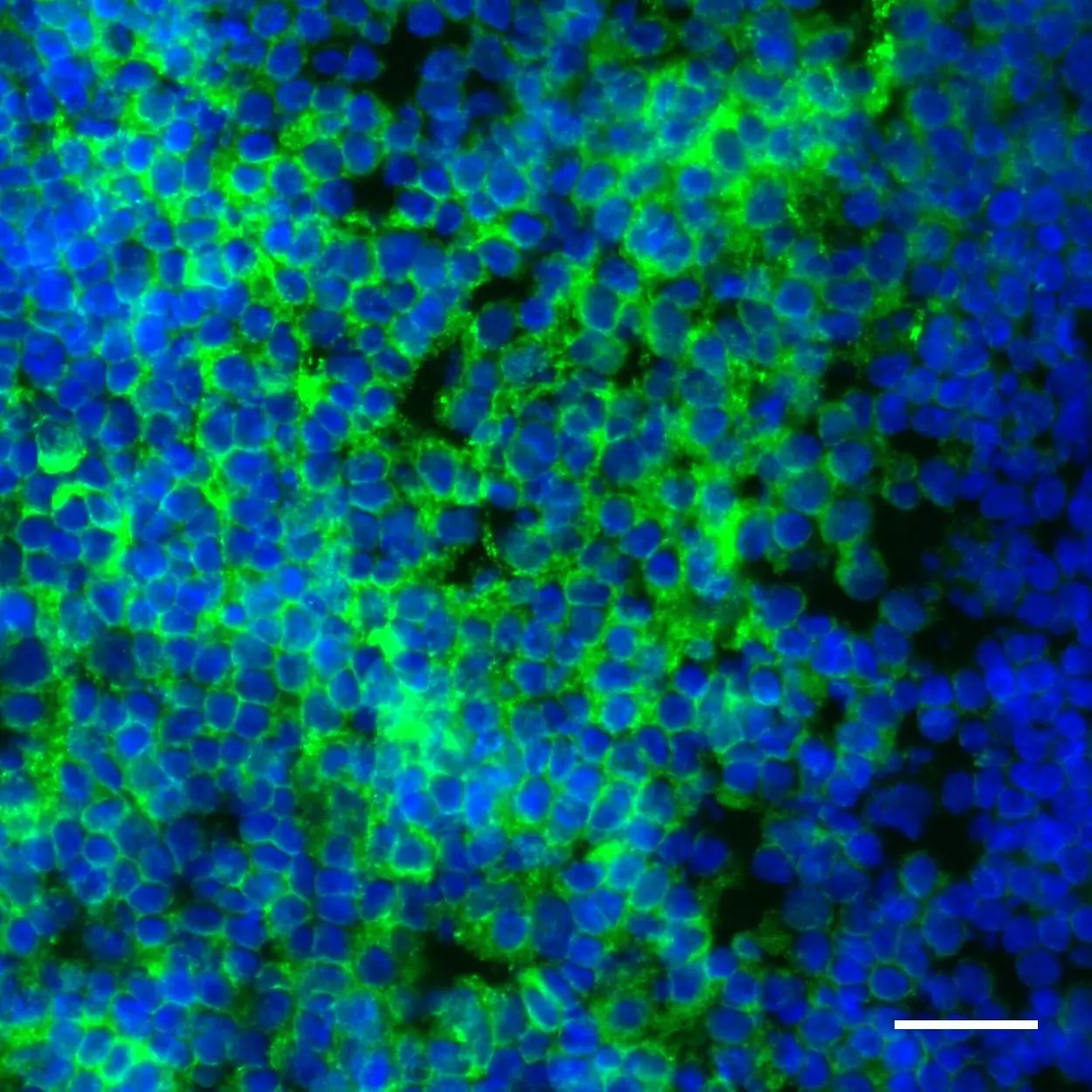 CD90 Antibody, anti-human, REAlease® | Miltenyi Biotec | USA