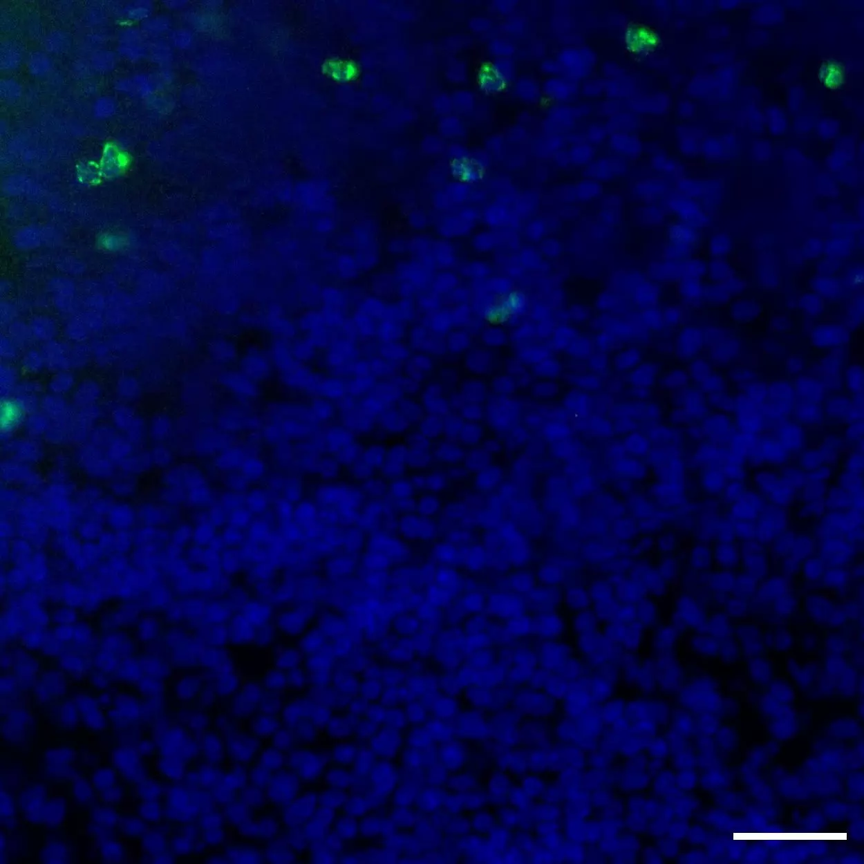 Siglec-F Antibody, anti-mouse, REAlease® | Miltenyi Biotec | 대한민국