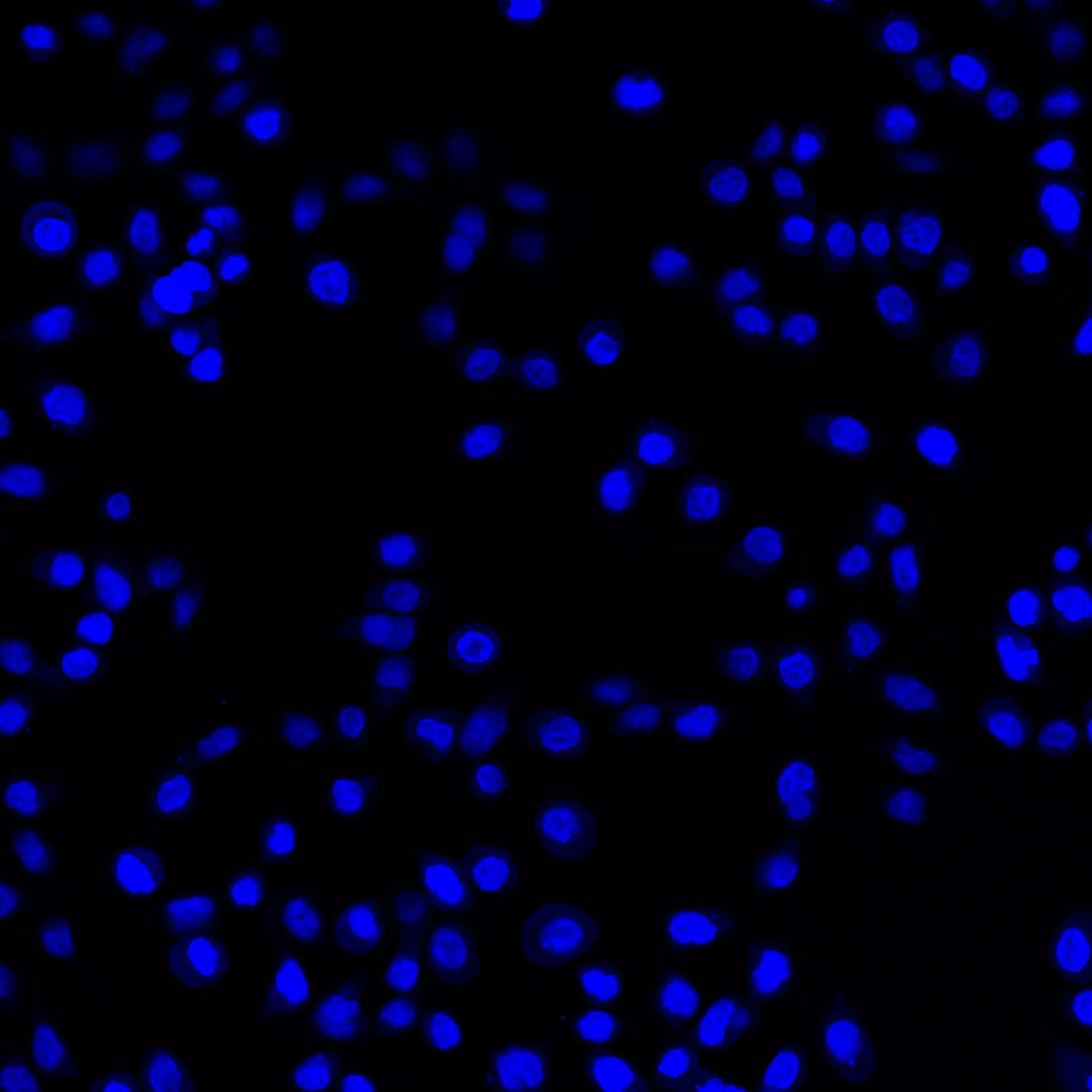 CD9 Antibody, anti-human, REAlease® | Miltenyi Biotec | India