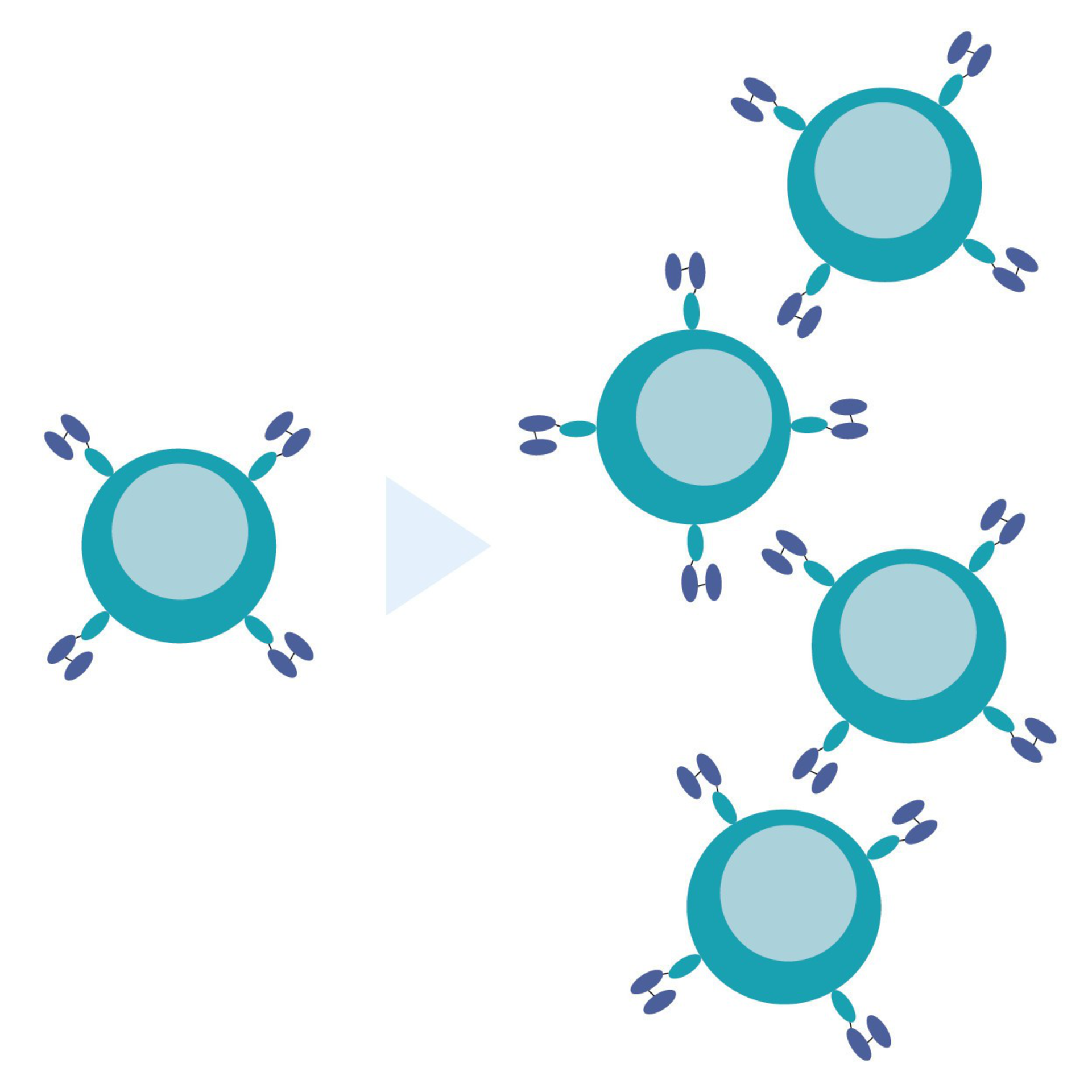 CAR T cell manufacturing | CAR T cell transduction | Miltenyi Biotec ...