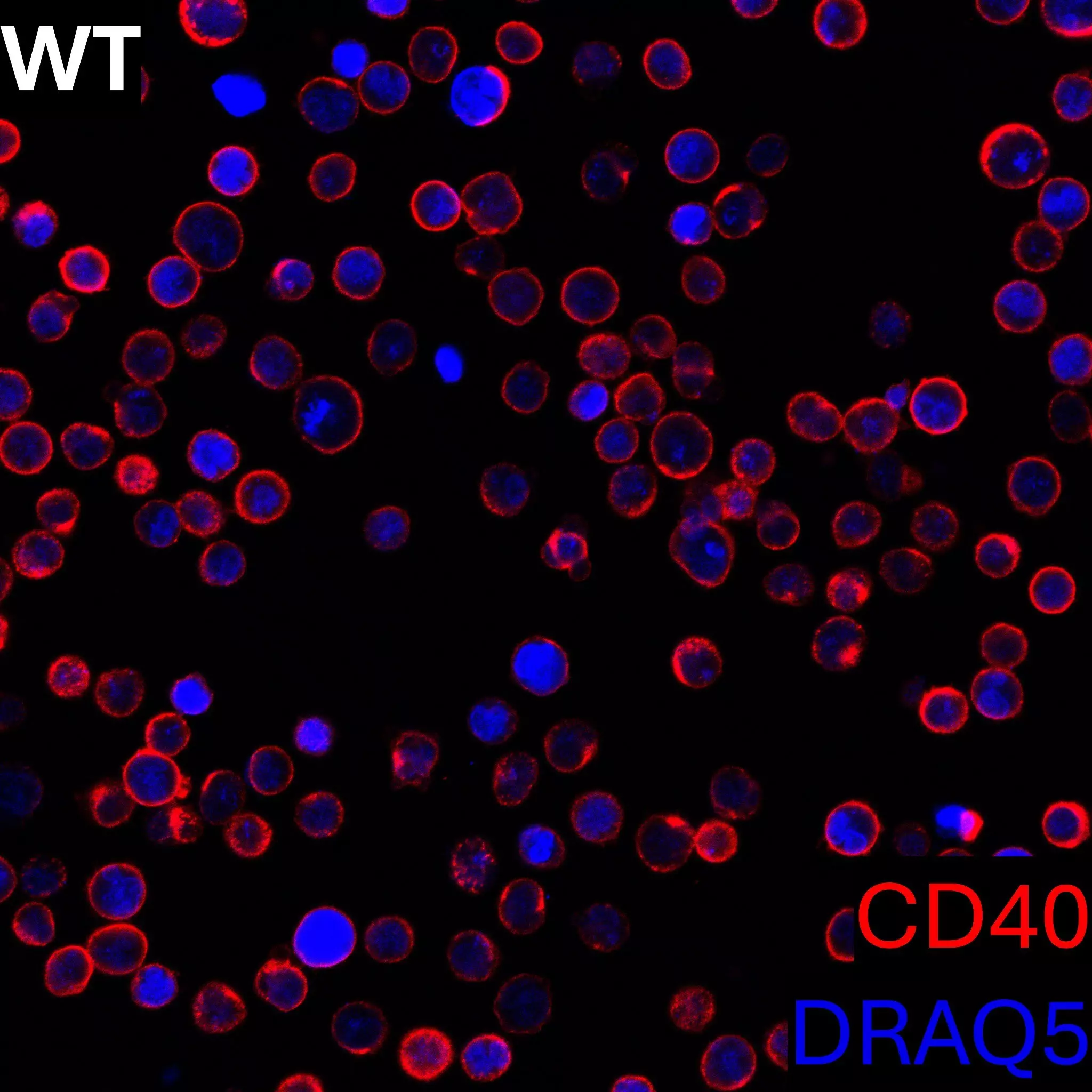 CD40 Antibody, anti-human, REAlease® | Miltenyi Biotec | USA