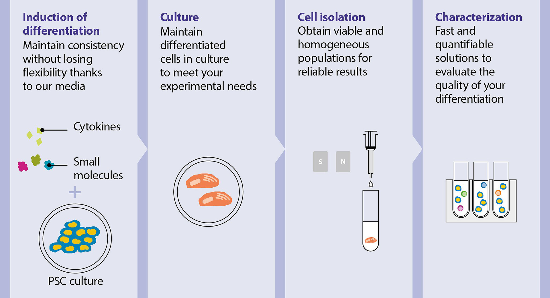 Pluripotent stem cell (PSC) differentiation | Cardiomyocytes | Miltenyi ...