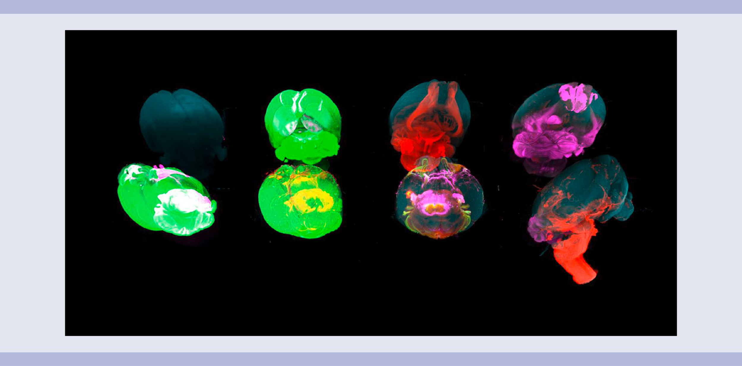 Light sheet microscopy | Miltenyi Biotec | USA